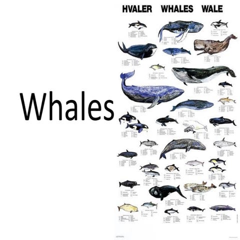 Whales powerpoint | PPT