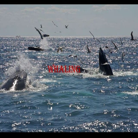 Whaling | PPSX