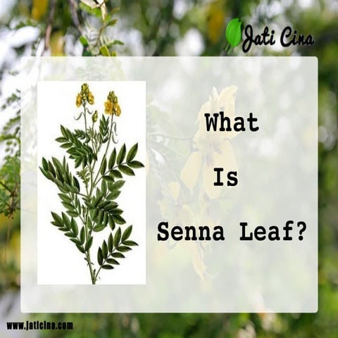 What is Senna Leaf | ODP