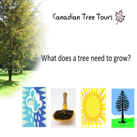 All about the tree | PPTX