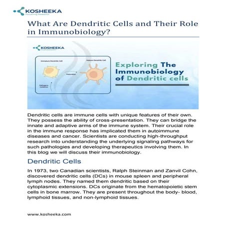 What Are Dendritic Cells and Their Role in Immunobiology? | PDF