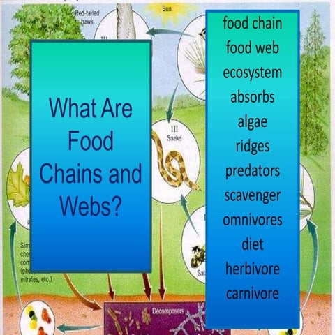 What Are Food Chains and Webs? | PPTX