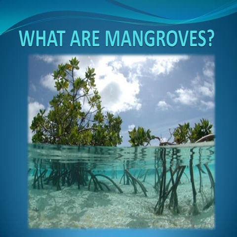 Mangrove field guide | PPT