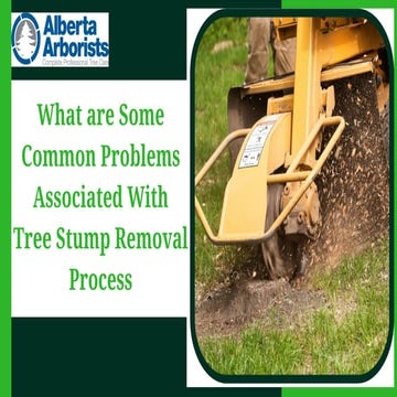 What are Some Common Problems Associated With Tree Stump Removal ...