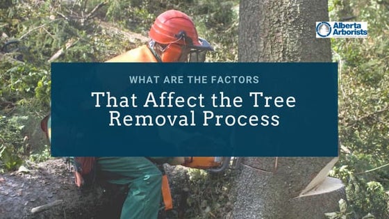 Why should you implement tree lopping technique? | PPT