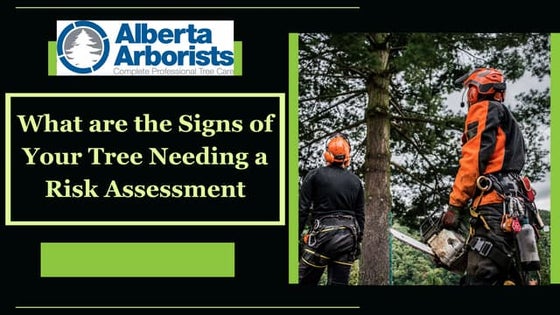 Spotting Dangerous Trees How to Identify Hazards and What You Should Do.pdf