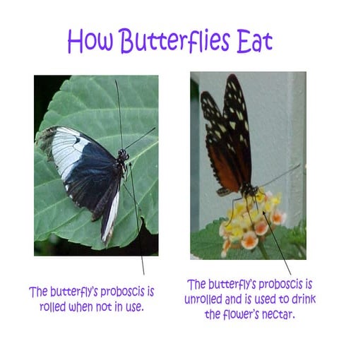 What Butterflies Eat | PPTX