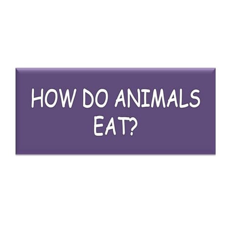 What do animals eat | PPT