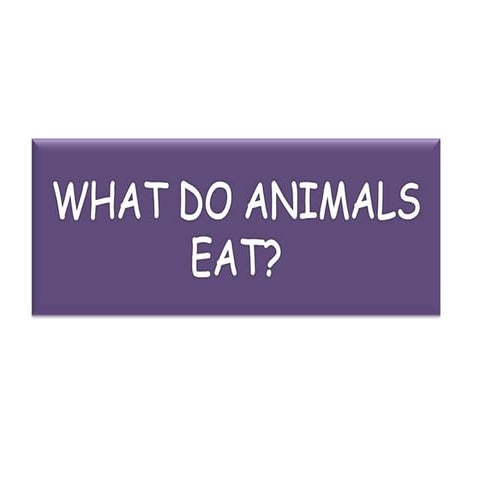 What do animals eat | PPT