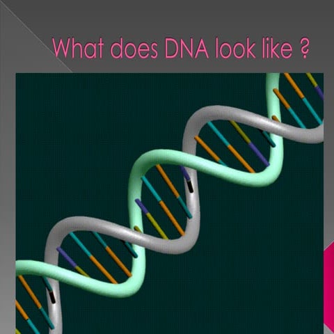 What Does Dna Look Like | PPTX