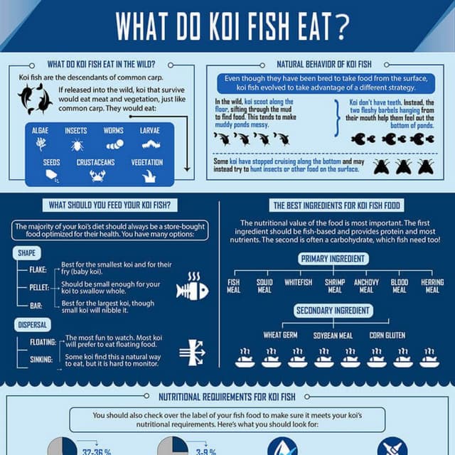 What do koi fish eat? | PDF