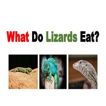 Lizard Food: What to Feed Your Pet Lizards | PPT