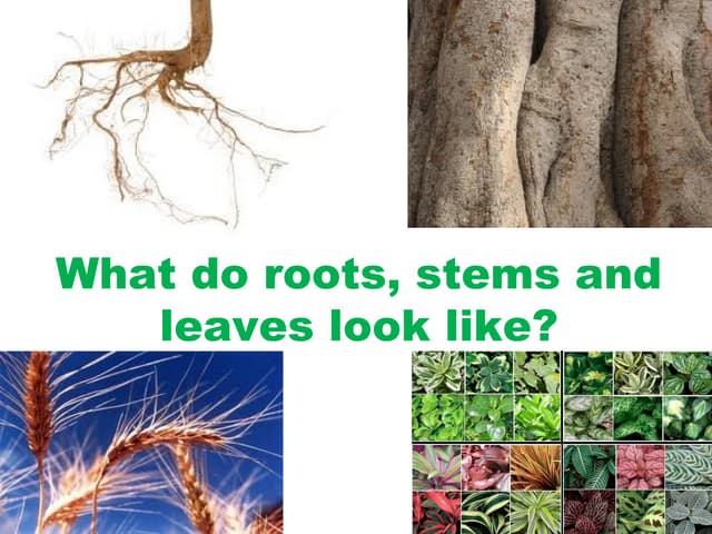 Plant Parts 1-2nd grade | PPT