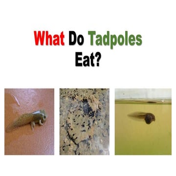 What do tadpoles eat? | PPT