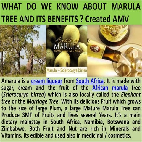 WHAT DO WE KNOW ABOUT MARULA TREE AND.pdf