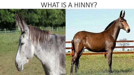 Anthony shetland ponies | PPTX | Dogs | Pets