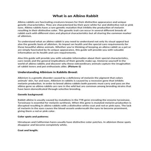 What is an Albino Rabbit: Physical Body of Albino Rabbit Breed | DOCX