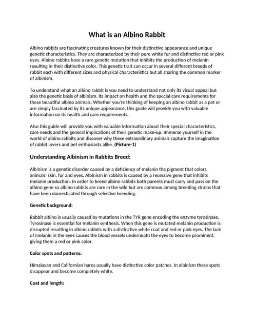 How Long do Albino Rabbits Live: Lifespan of Albino Rabbit Breed | PDF