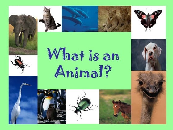 Animals third grade | PPT