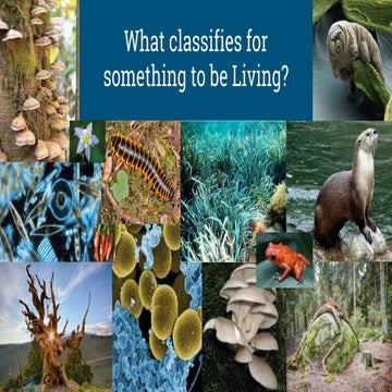 What is an Animal-.pdf