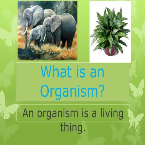 What is an organism | PPTX