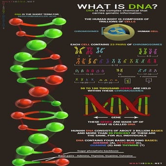 What is DNA | PDF