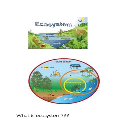 Ecosystem Diagram For Kids How To Draw Pond Ecosystem/draw Ecosystem