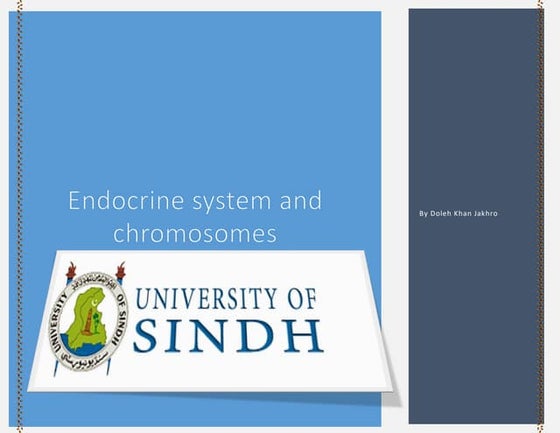 177-Anatomy-Endocrine-System.ppt