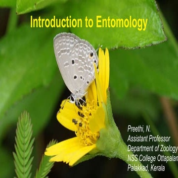 What is entomology? | PPT