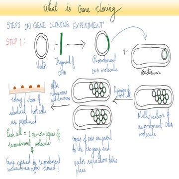 What is Gene Cloning - Diagrammatic representation | PDF