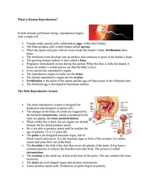 Reproductive System | PDF