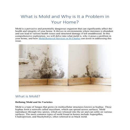 What is Mold and Why is It a Problem in Your Home? | PDF