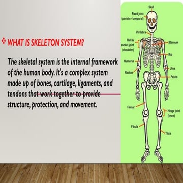 What is Skeleton system.pptx by rizwan bashir | PPT