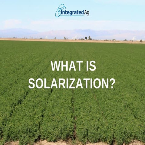 What is Solarization | PDF