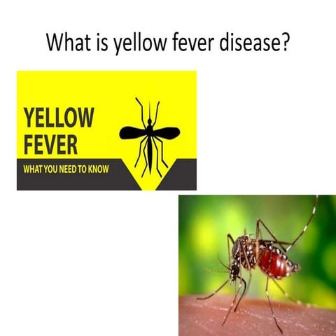 What is yellow fever disease? Common questions from travelers from ...