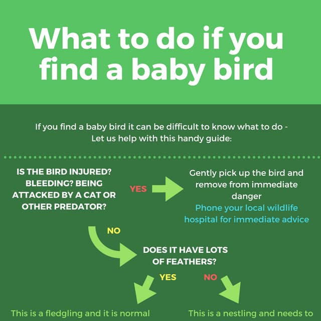 What to do if you find a baby bird | PDF