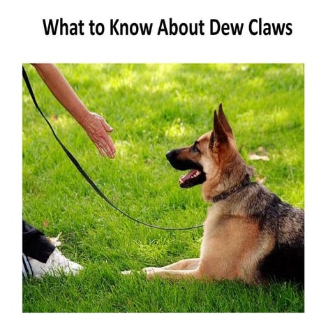 What to know about dew claws | PPTX