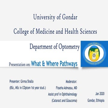 What & Where Pathways | PDF