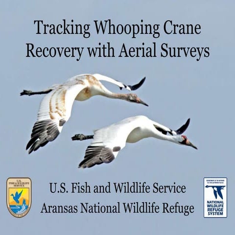#8/9 Bird monitoring at Dugeon offshore windfarm | PDF