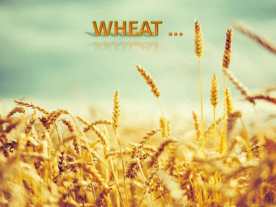 Chapter 1 Introduction to cereals, pulses and oilseeds.pptx