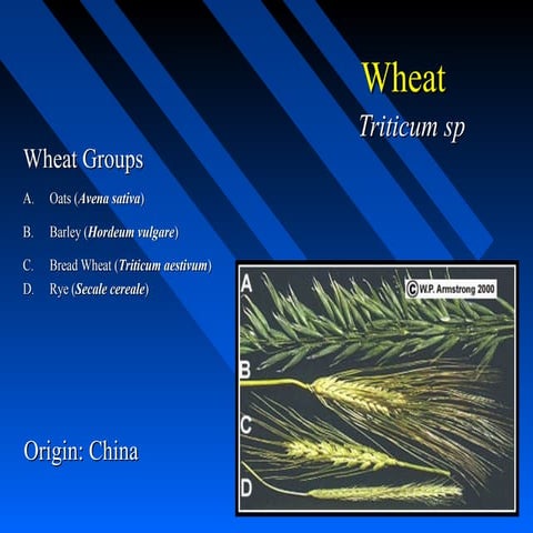 growth stages of wheat | PPTX
