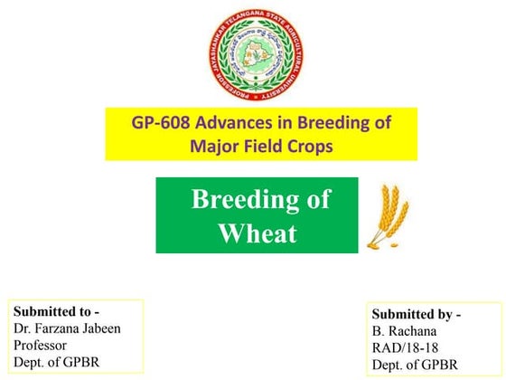 Economic Botany: Cereals: Rice | PPT