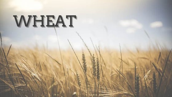 Introduction of Roughages and concentrates | PPT