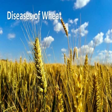 Diseases of Wheat.pptx