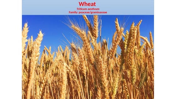 Wheat structure and composition nn_053717.pptx | Nutrition | Healthy Living
