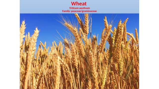 growth stages of wheat | PPTX