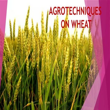 growth stages of wheat | PPTX