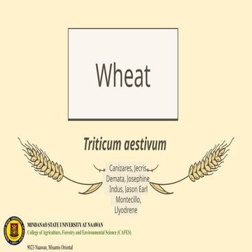 wheat (Triticum aestivum) Presentationnn | PPTX
