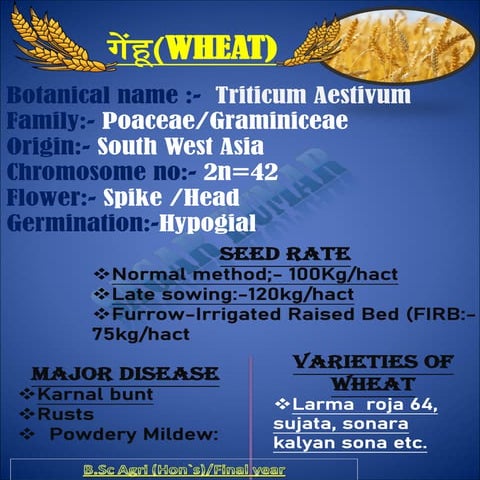 Cultivation of Wheat main point of view .pdf