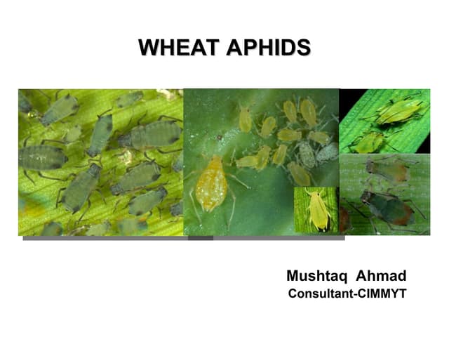 Insect pest and diseases of paddy and its management.pptx